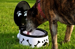 5 Waterloo Dog Bowls from The Spindly Brindly Dog Company To Giveaway ...